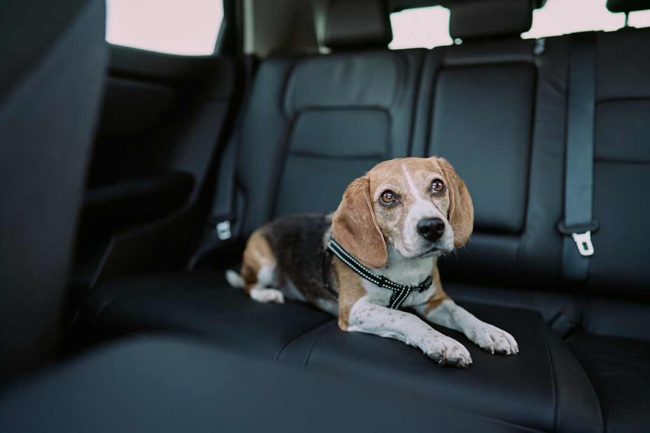 Meet The Best Dog-Friendly Cars - Nissan Vehicles (2024)
